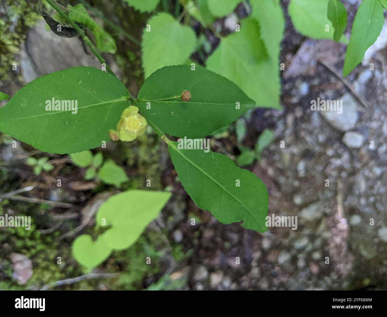 strawberry bush (Euonymus americanus Stock Photo - Alamy