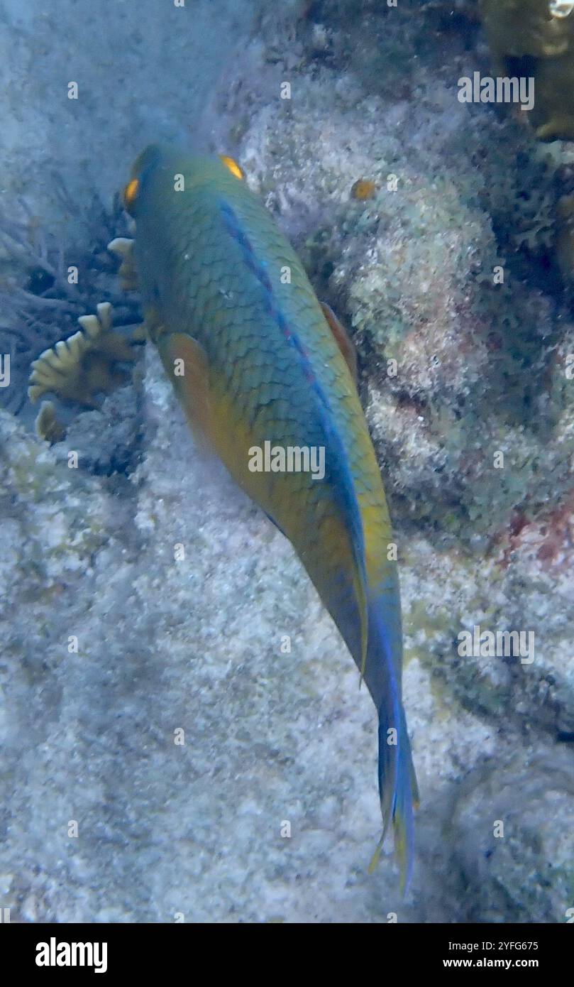 Spanish Hogfish (Bodianus rufus Stock Photo - Alamy