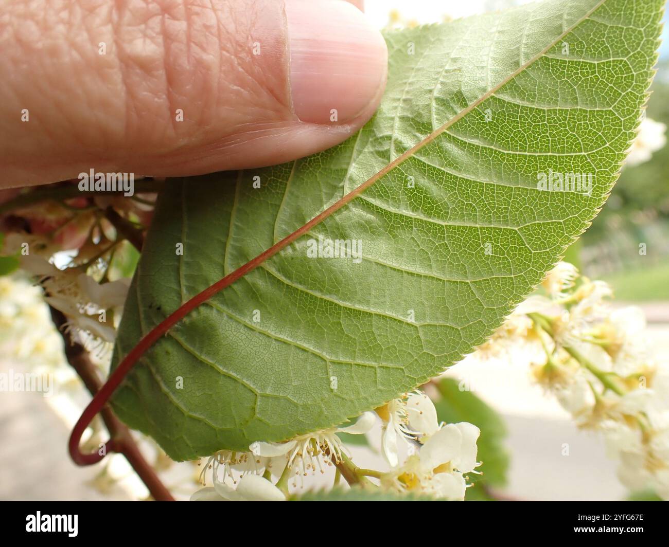 bird cherry (Prunus padus Stock Photo - Alamy