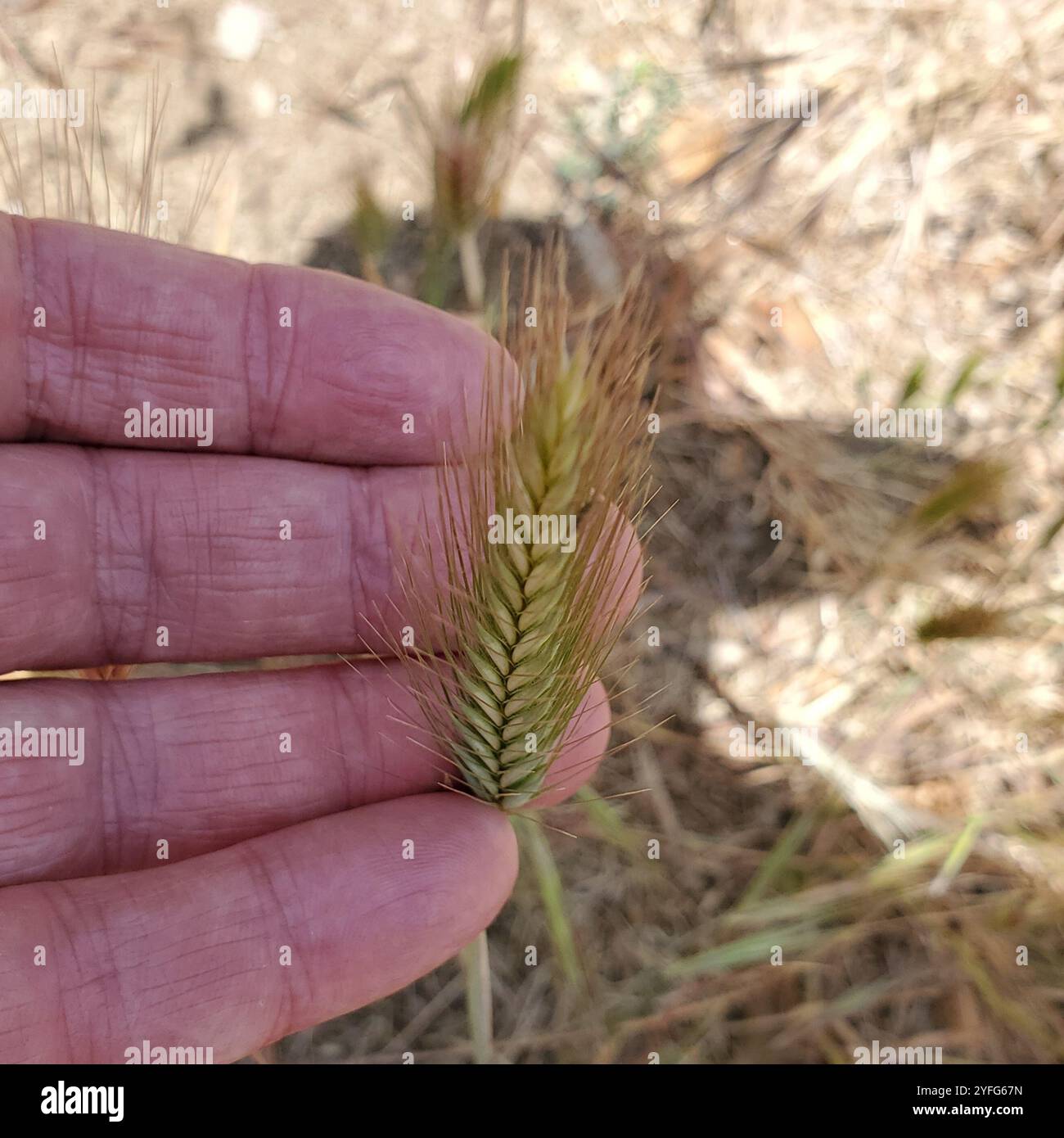 wall barley (Hordeum murinum Stock Photo - Alamy