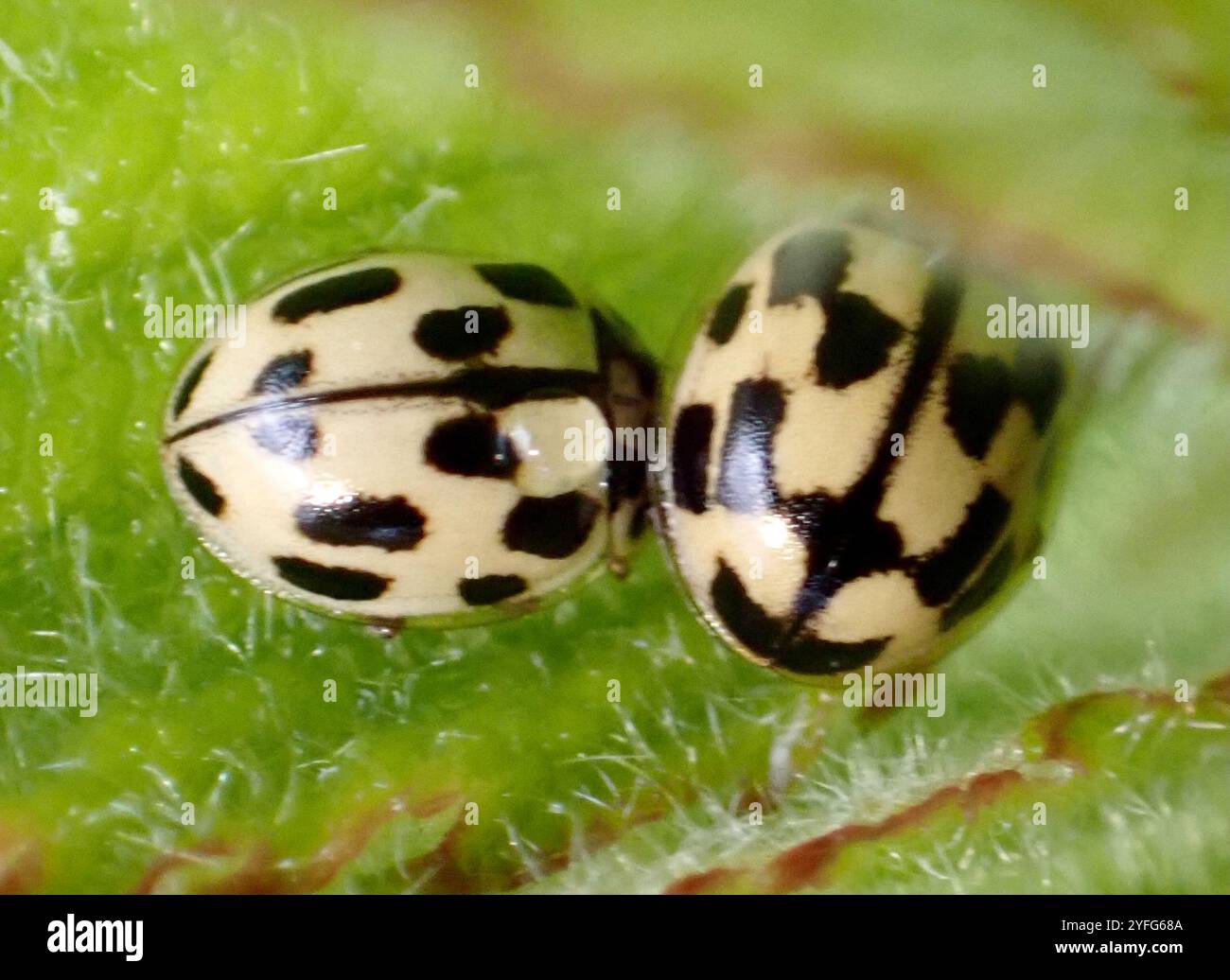 Fourteen-spotted Lady Beetle (Propylea quatuordecimpunctata Stock Photo ...