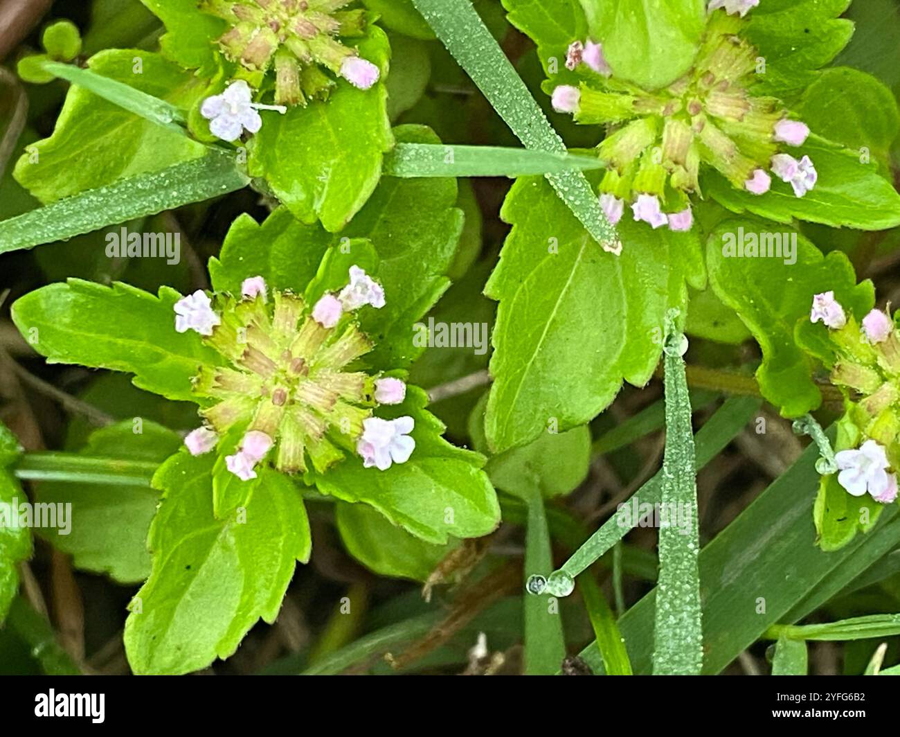 Slender Wild Basil (Clinopodium gracile Stock Photo - Alamy