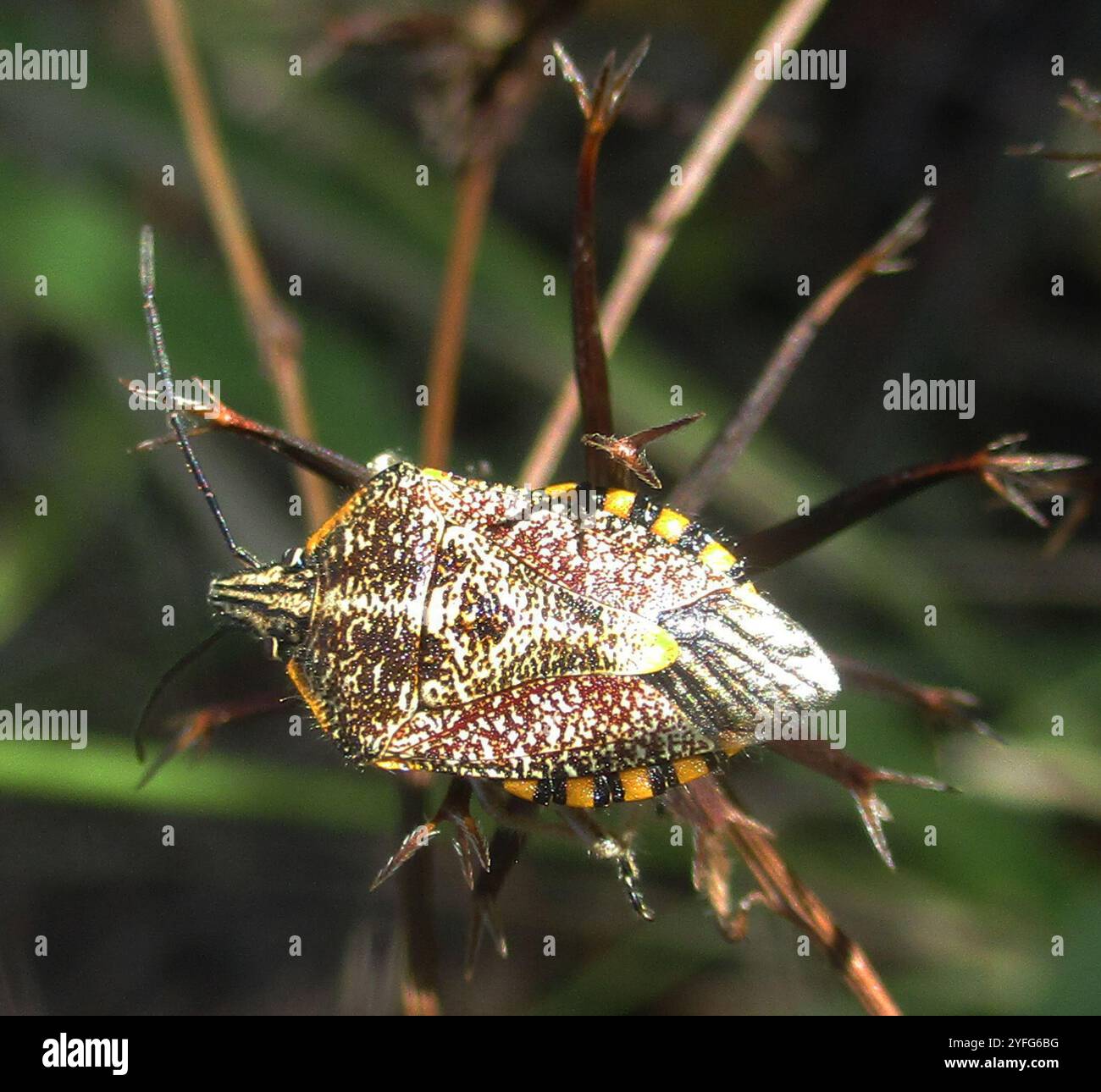 Sunflower Seed Bug (Agonoscelis versicoloratus Stock Photo - Alamy