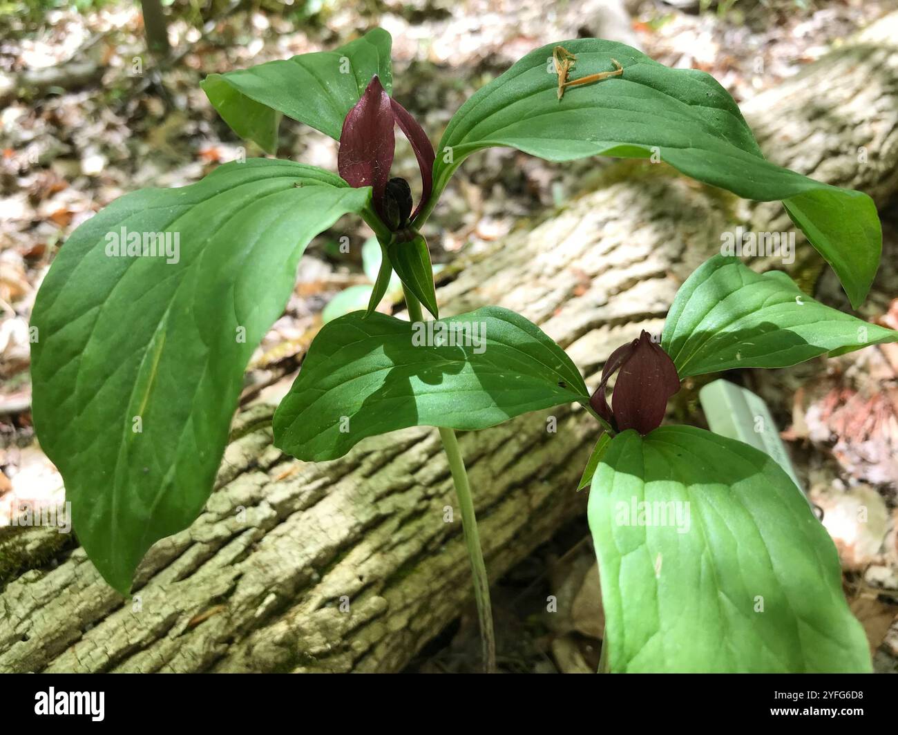 prairie trillium (Trillium recurvatum Stock Photo - Alamy