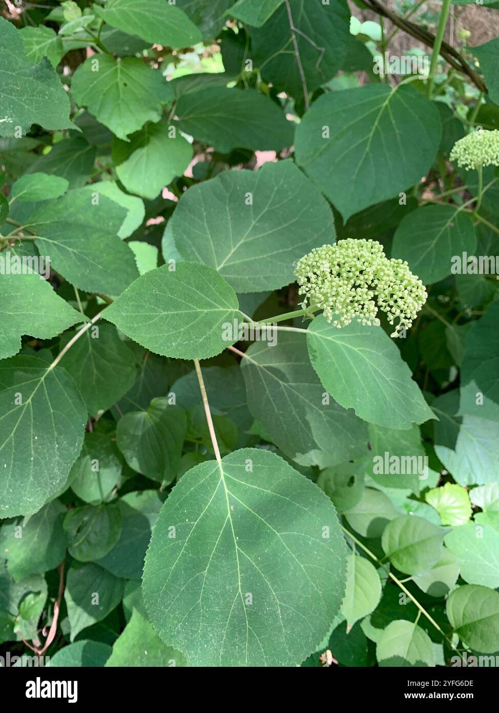 wild hydrangea (Hydrangea arborescens Stock Photo - Alamy