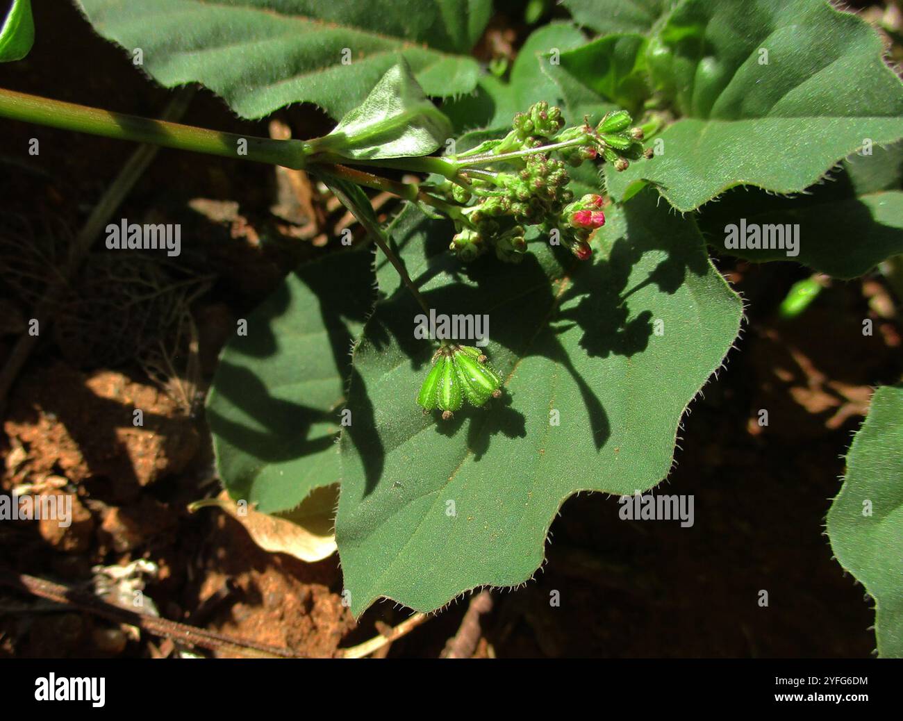 scarlet spiderling (Boerhavia coccinea Stock Photo - Alamy