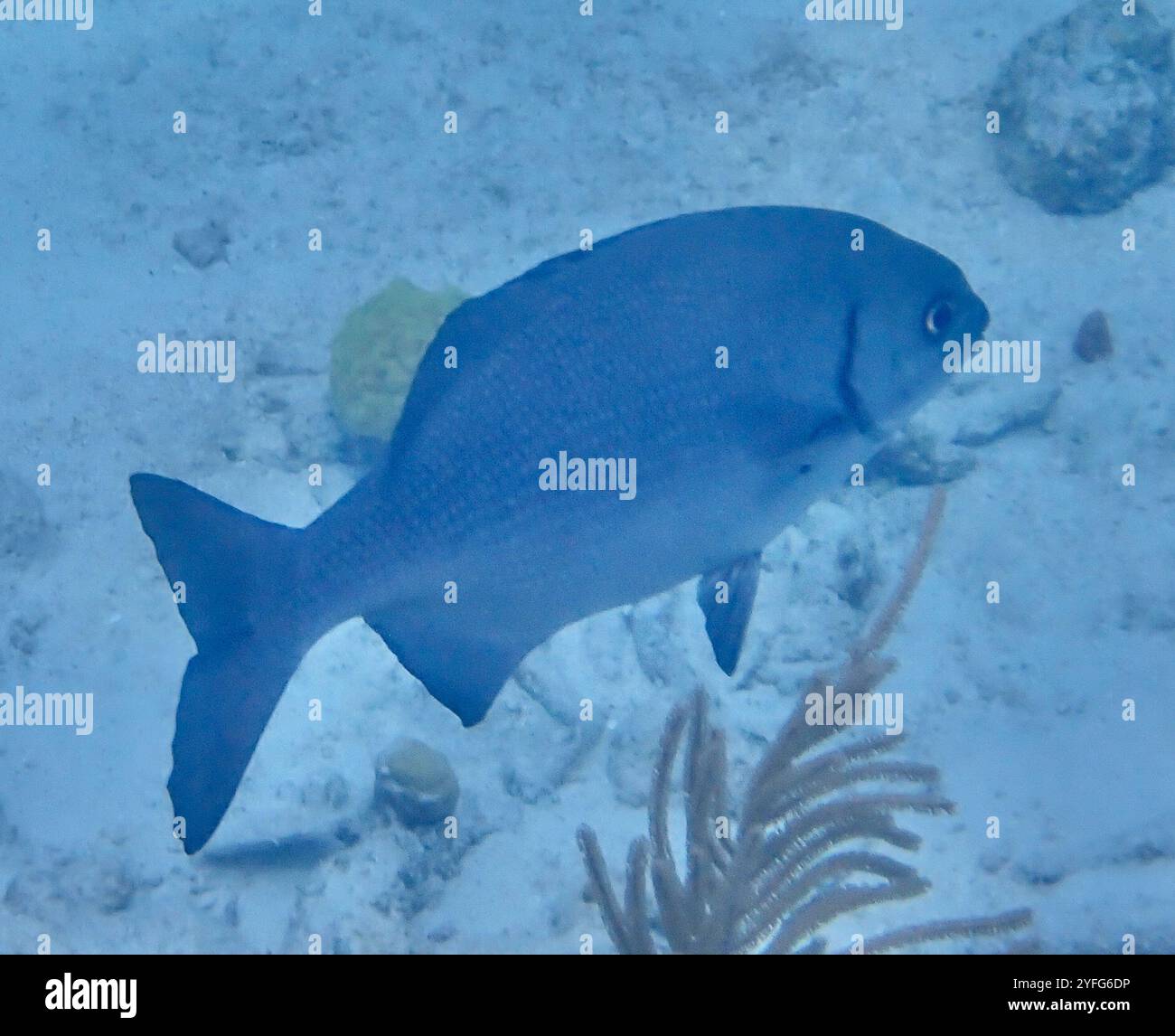 Bermuda Chub (Kyphosus sectatrix Stock Photo - Alamy