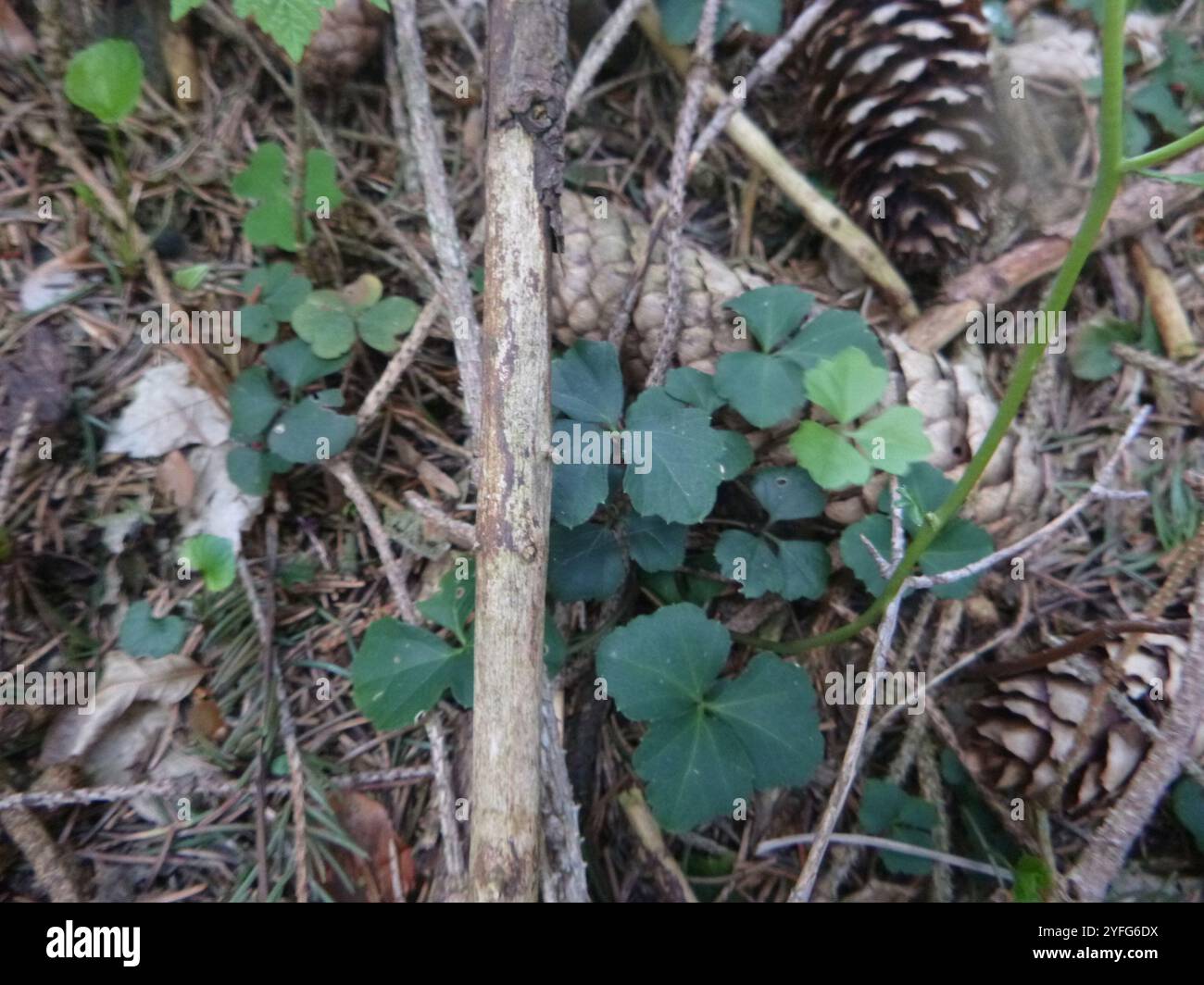 Trefoil Cress (Cardamine trifolia Stock Photo - Alamy