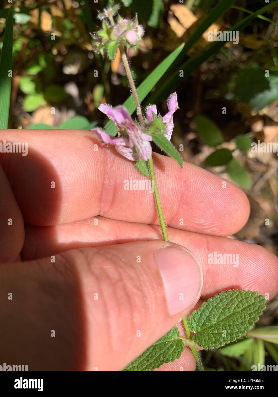 Quercetorum hi-res stock photography and images - Alamy