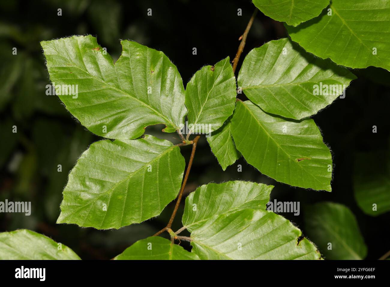 European beech (Fagus sylvatica Stock Photo - Alamy