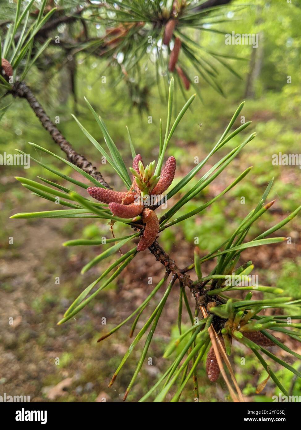 Virginia pine (Pinus virginiana Stock Photo - Alamy