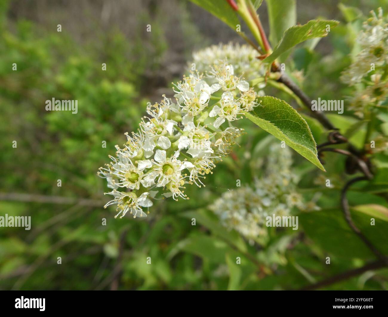 chokecherry (Prunus virginiana Stock Photo - Alamy