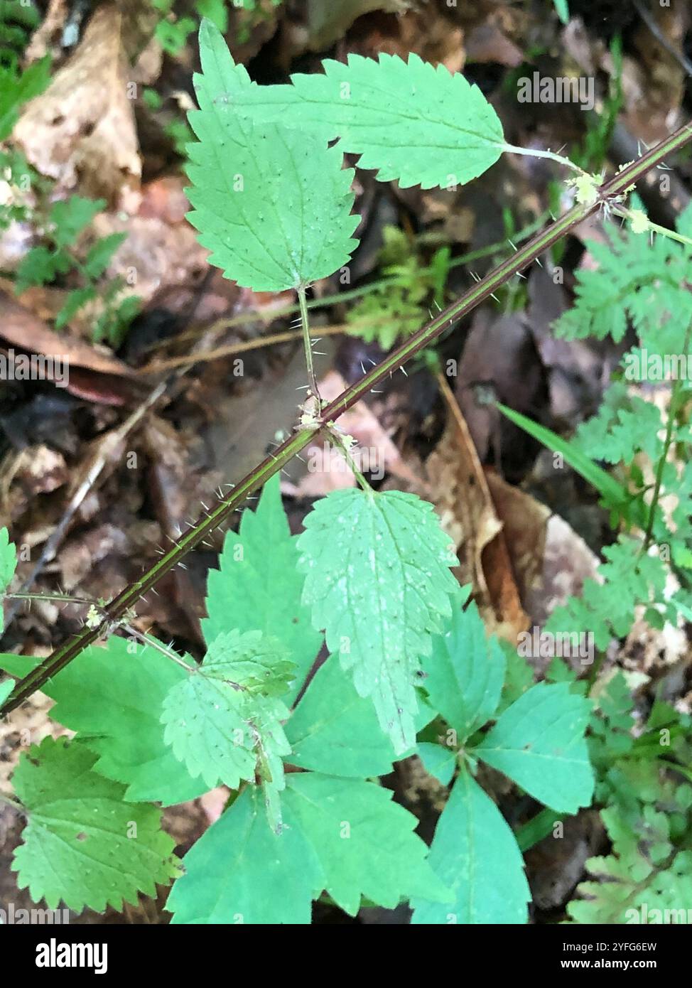 heartleaf nettle (Urtica chamaedryoides Stock Photo - Alamy