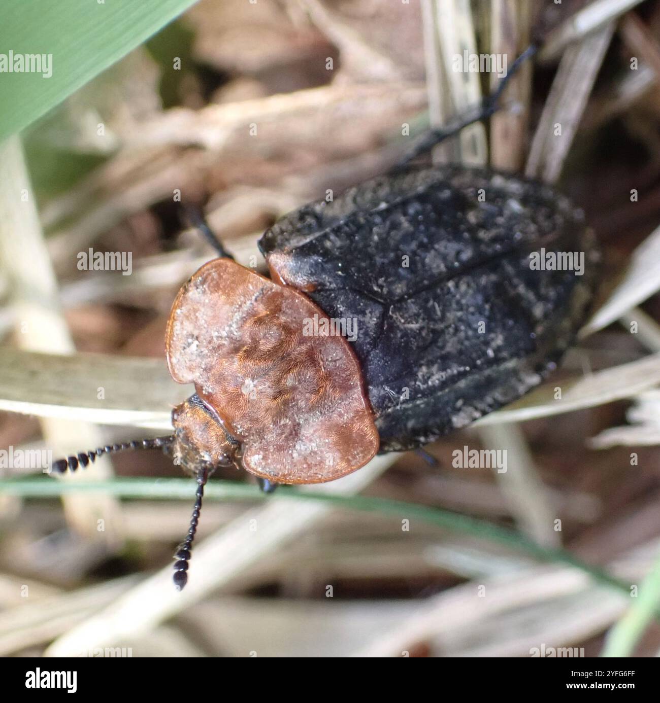 Red-breasted Carrion Beetle (Oiceoptoma thoracicum Stock Photo - Alamy