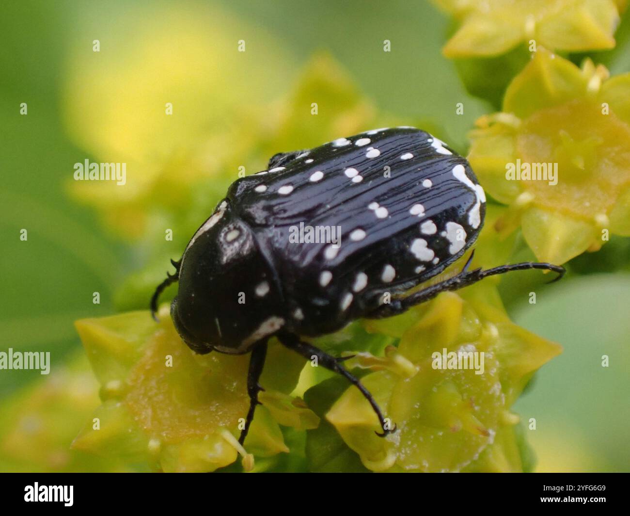 Middle Eastern Flower Scarab (Oxythyrea cinctella Stock Photo - Alamy