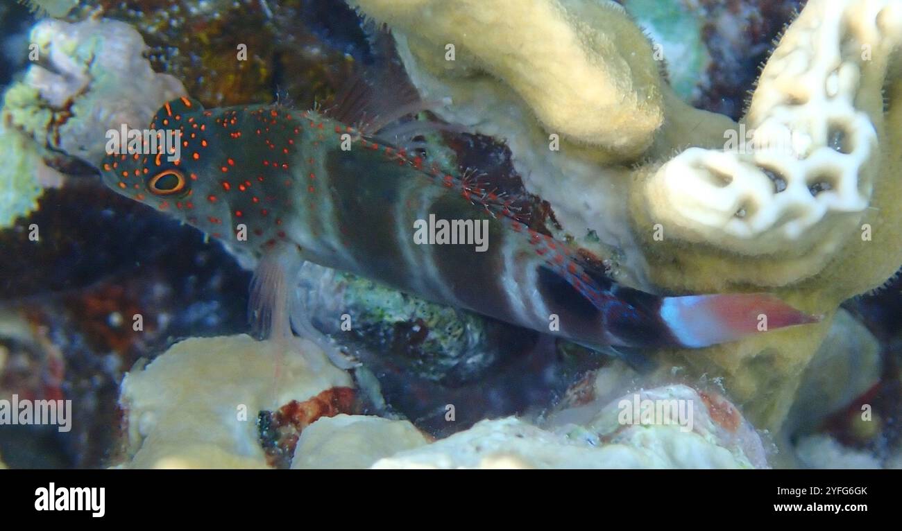 Redspotted hawkfish amblycirrhitus pinos hi-res stock photography and ...