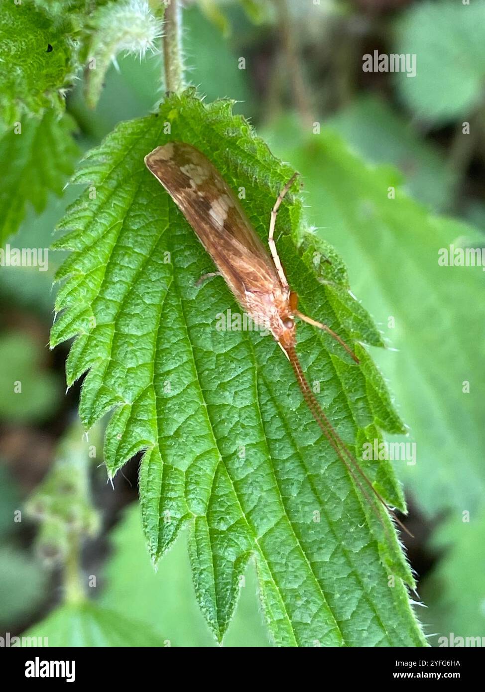 Cinnamon Sedge (Limnephilus lunatus Stock Photo - Alamy