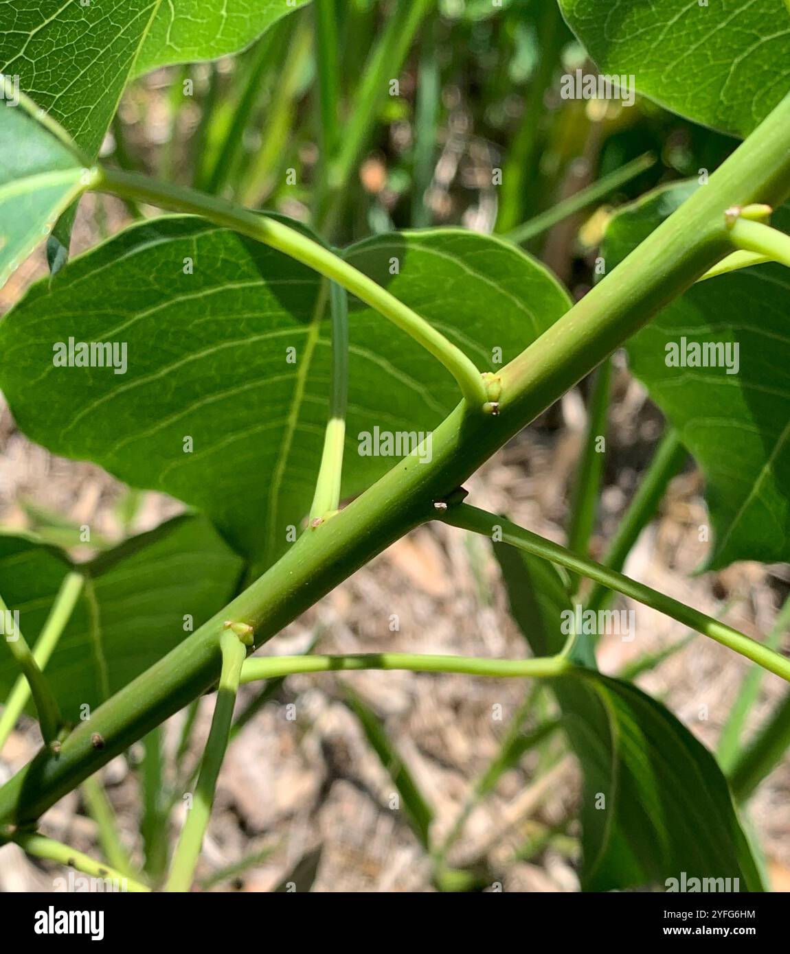 Chinese Tallow (Triadica sebifera Stock Photo - Alamy