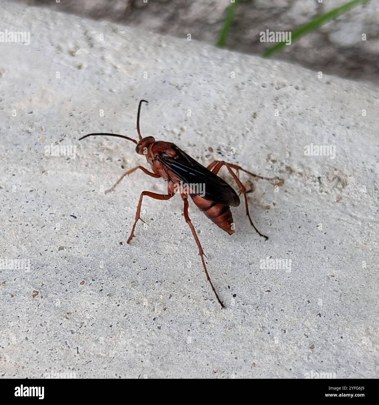 Rusty Spider Wasp (Tachypompilus ferrugineus Stock Photo - Alamy