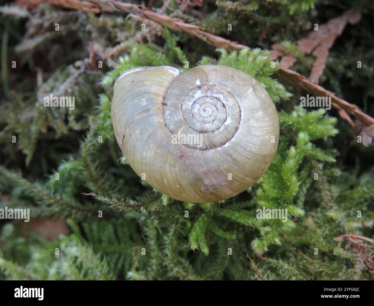 Robust Lancetooth Snail (Haplotrema vancouverense Stock Photo - Alamy