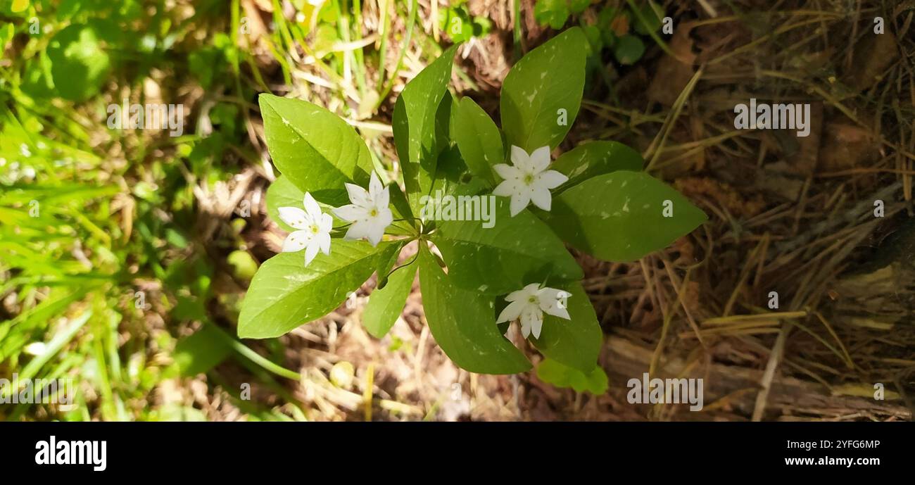 Arctic Starflower (Lysimachia europaea Stock Photo - Alamy