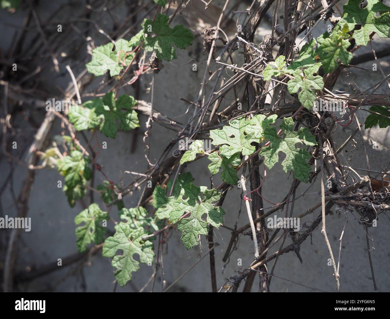 Taiwan Wild Grape (Vitis thunbergii Stock Photo - Alamy