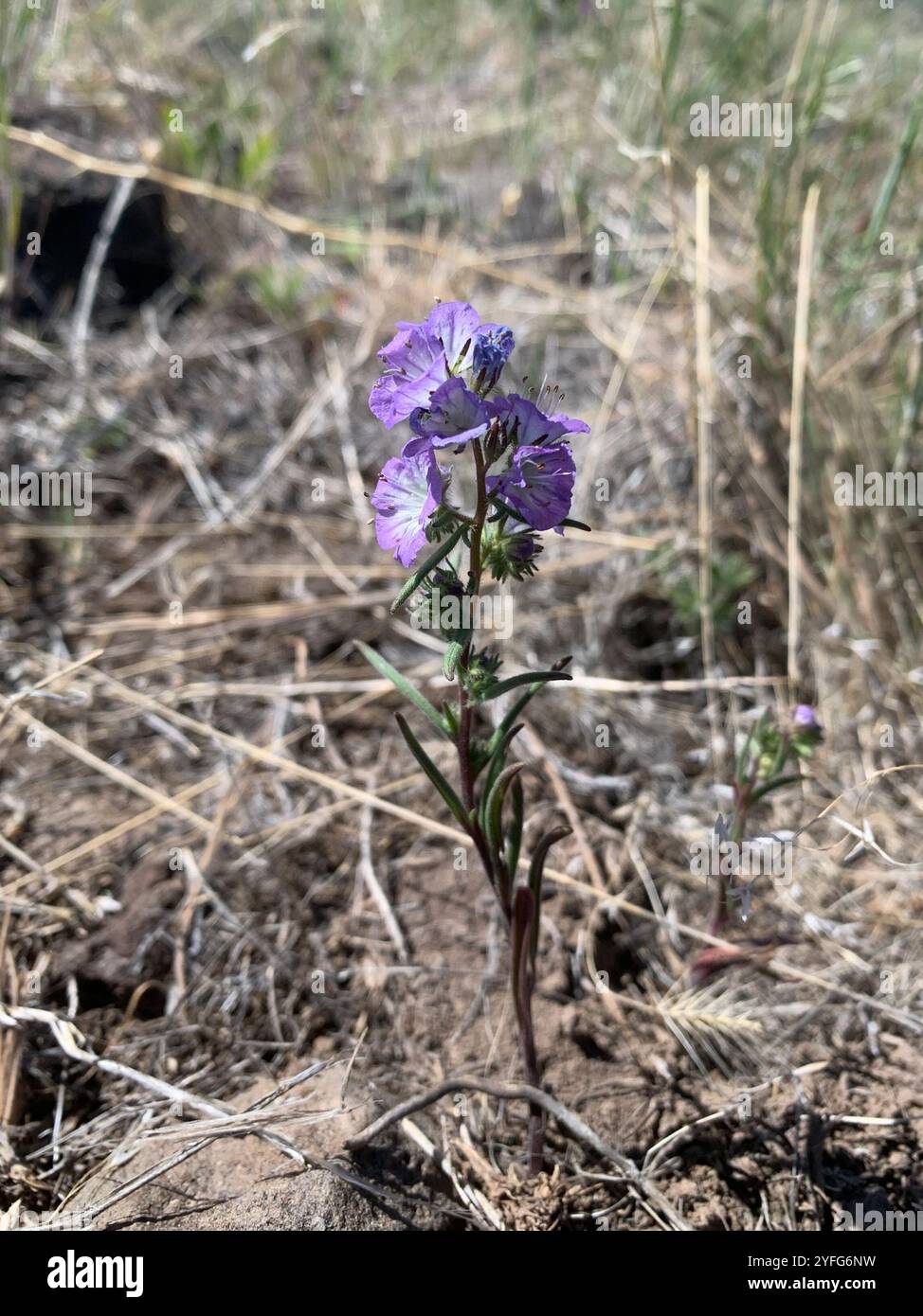 Linearleaf Phacelia (Phacelia linearis Stock Photo - Alamy