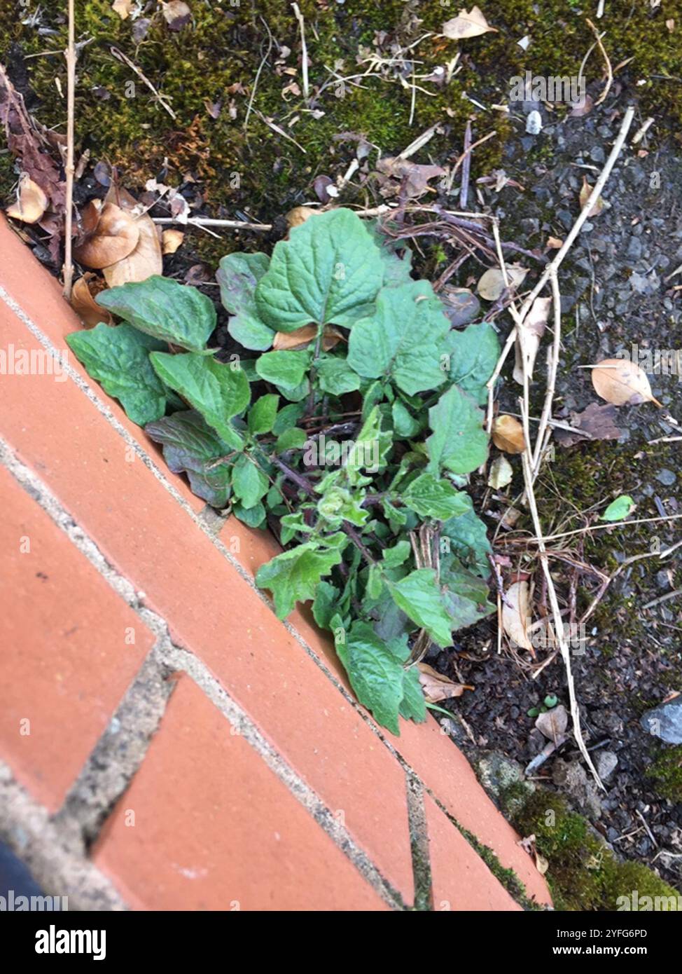 dandelions, hawksbeards, and rattlesnake roots (Crepidinae Stock Photo ...