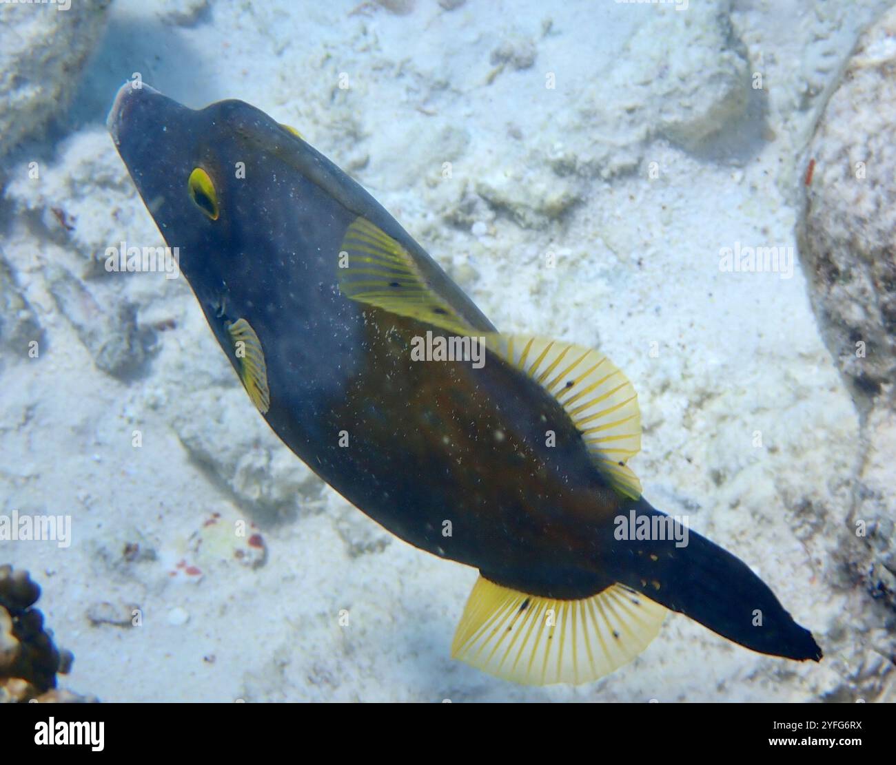 Whitespotted Filefish (Cantherhines macrocerus Stock Photo - Alamy