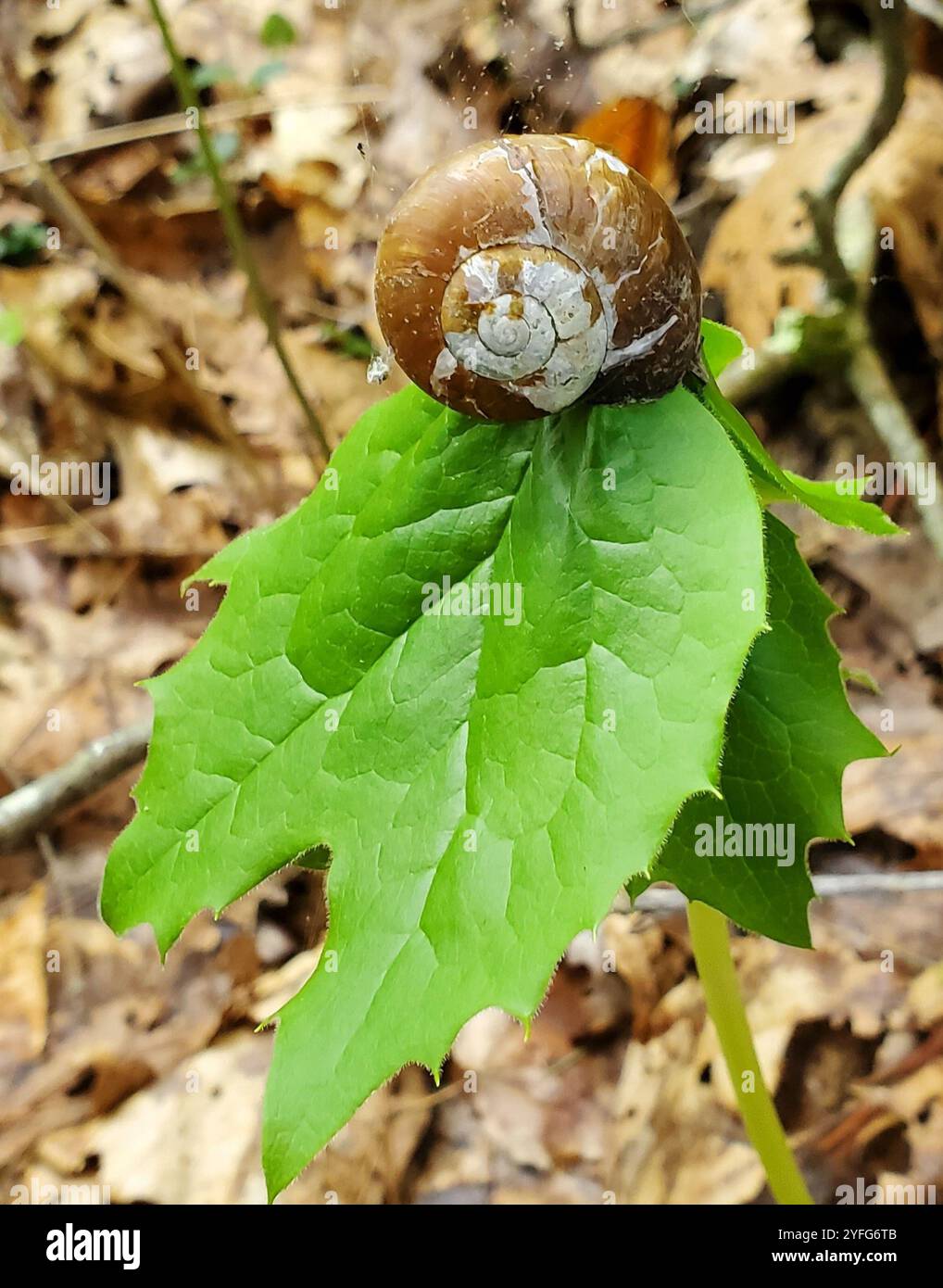 Copper Button Snail (Mesomphix cupreus Stock Photo - Alamy
