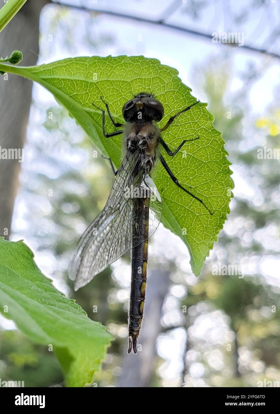 Cynosura hi-res stock photography and images - Alamy