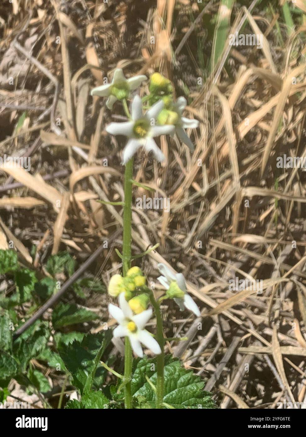 coastal manroot (Marah oregana Stock Photo - Alamy