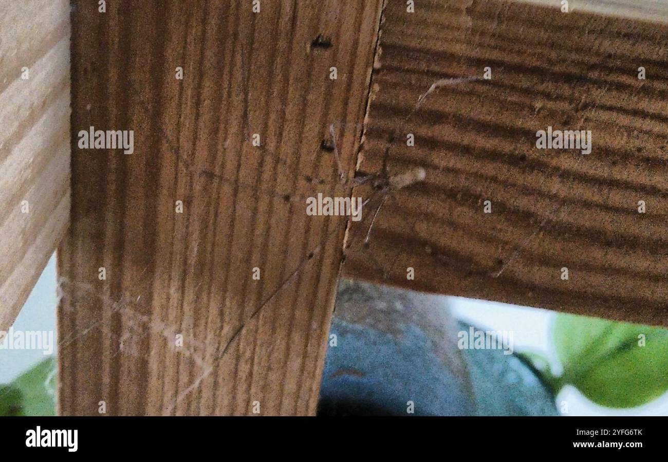 Cellar Spiders (Pholcidae Stock Photo - Alamy