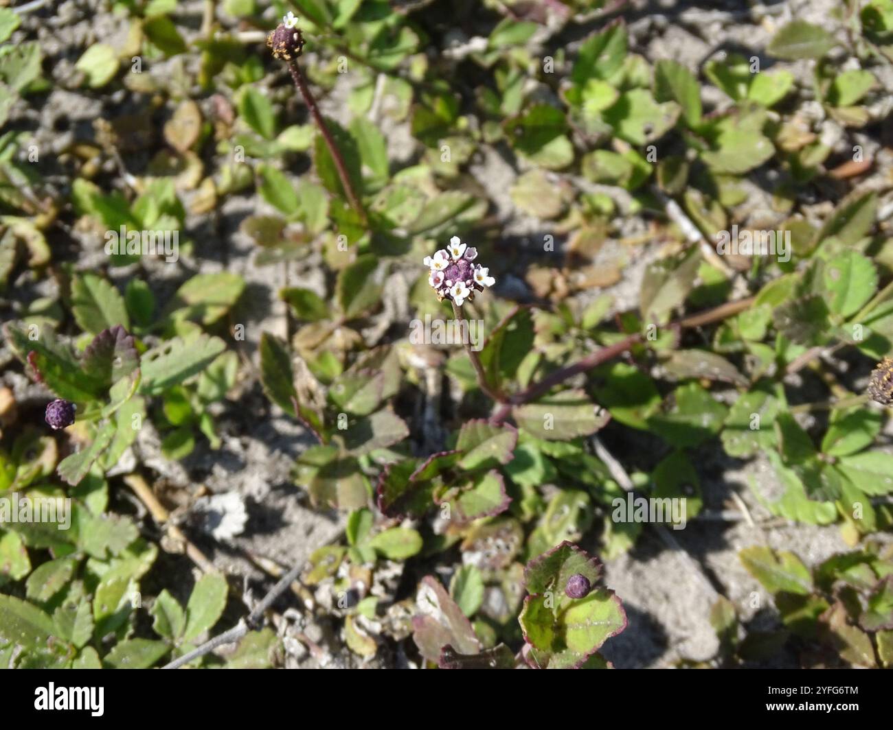 turkey tangle frogfruit (Phyla nodiflora Stock Photo - Alamy