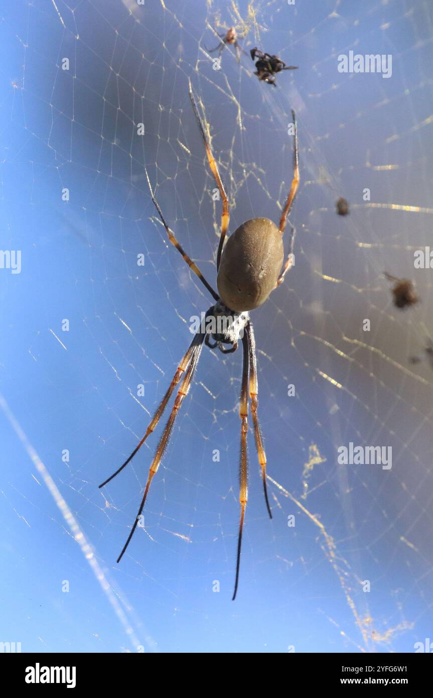 Tiger Spider (Trichonephila plumipes Stock Photo - Alamy