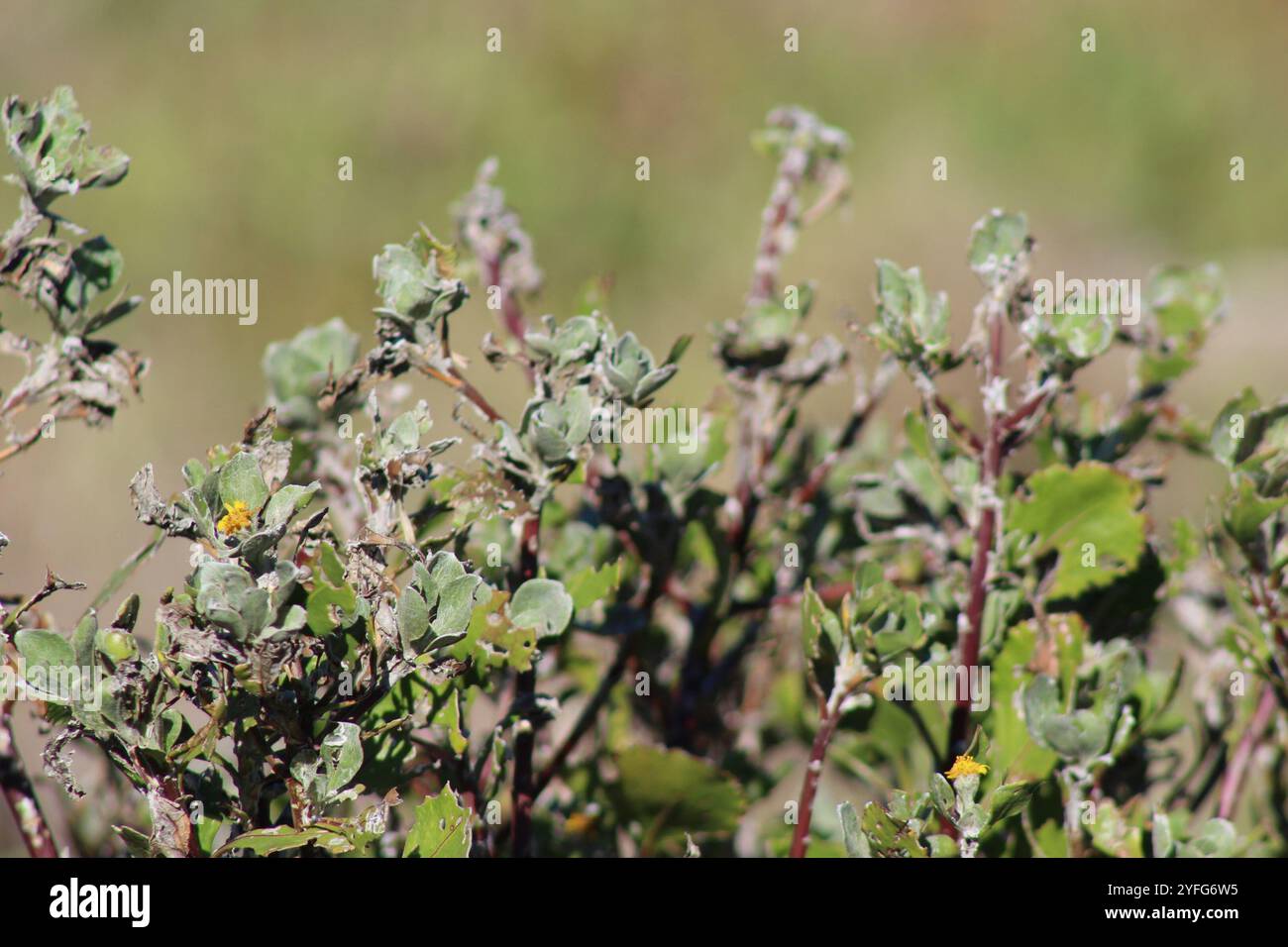 Bietou (Osteospermum moniliferum Stock Photo - Alamy