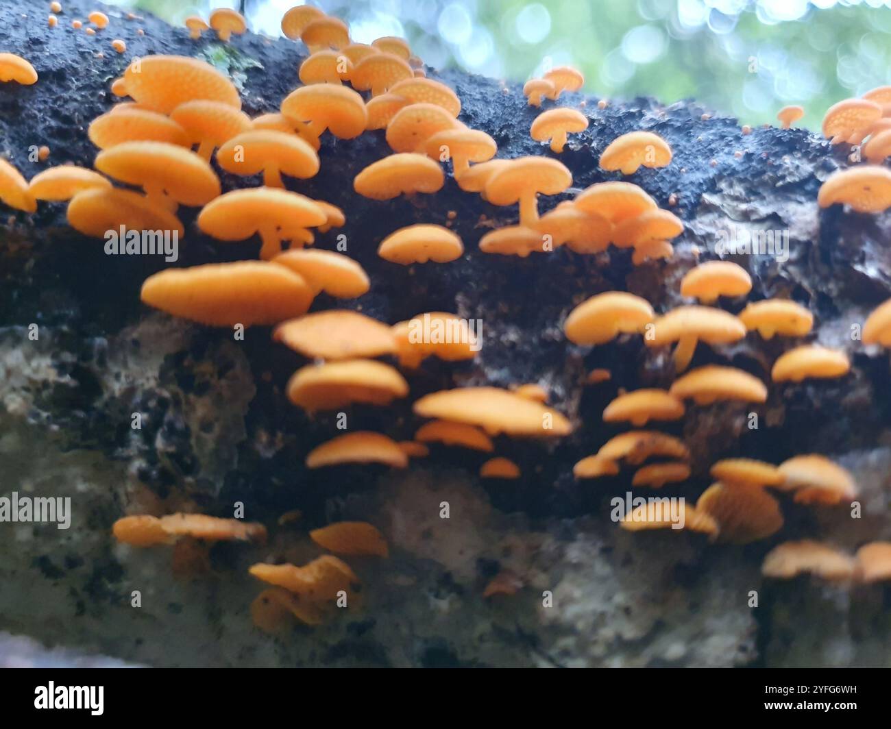 orange pore fungus (Favolaschia claudopus Stock Photo - Alamy