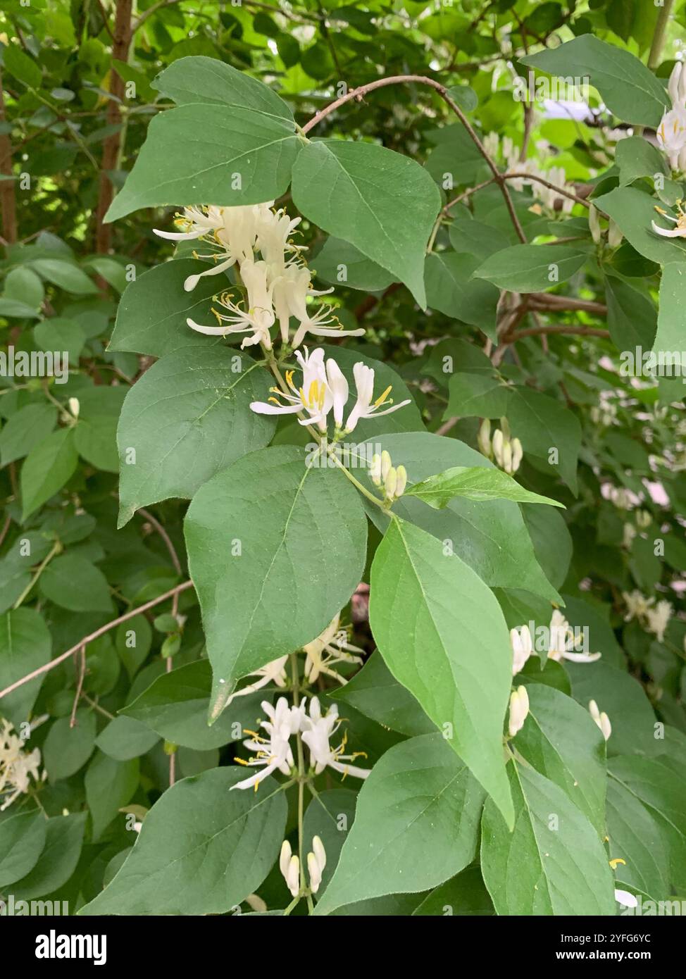 Amur honeysuckle (Lonicera maackii Stock Photo - Alamy