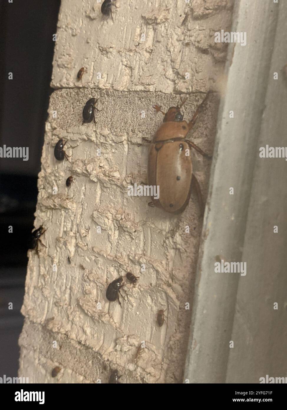 Grapevine Beetle (Pelidnota punctata Stock Photo - Alamy