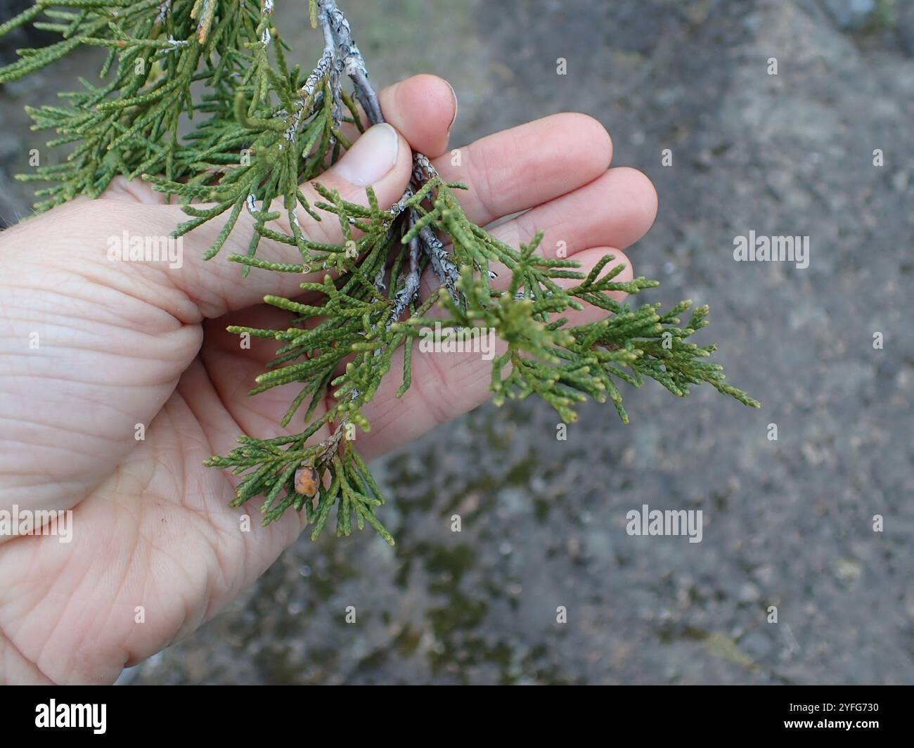 Seaside Juniper (Juniperus maritima Stock Photo - Alamy