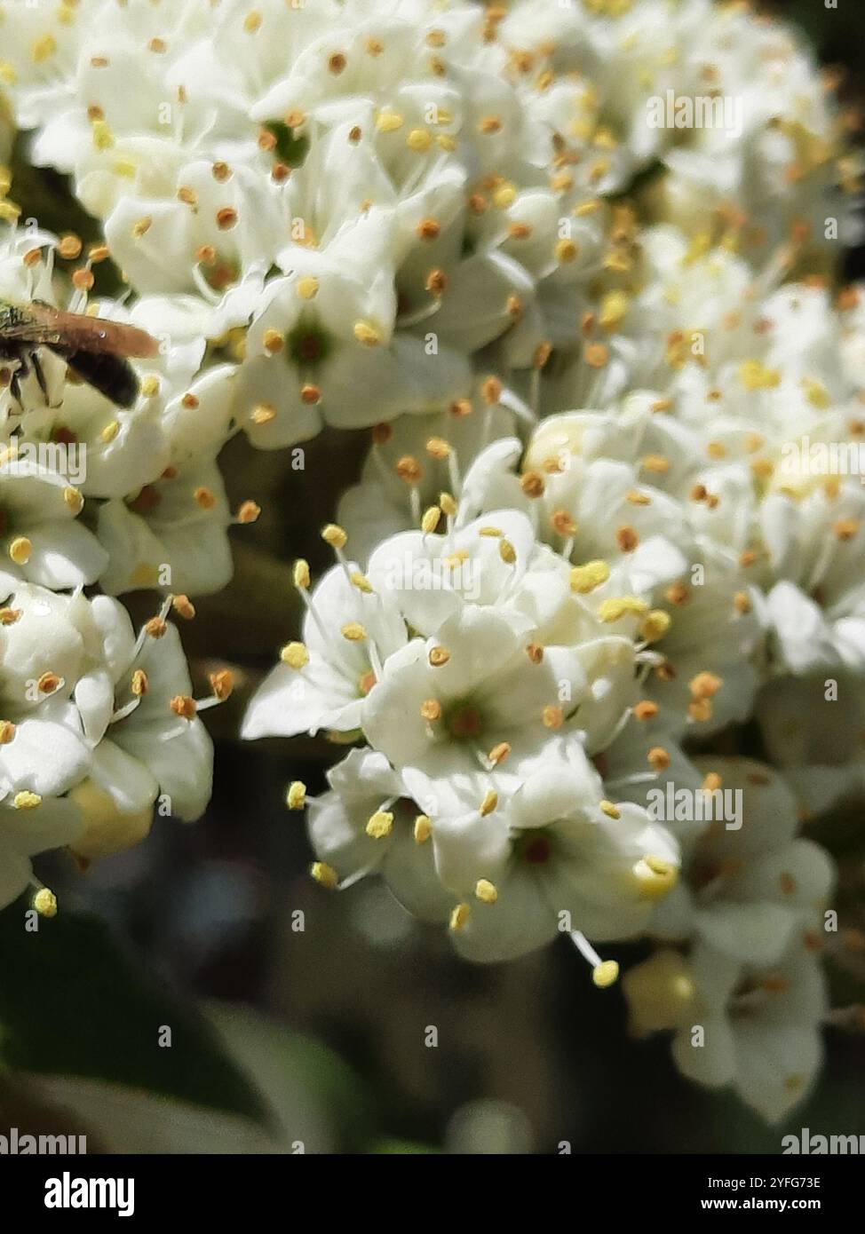 Ants, Bees, Wasps, and Sawflies (Hymenoptera Stock Photo - Alamy