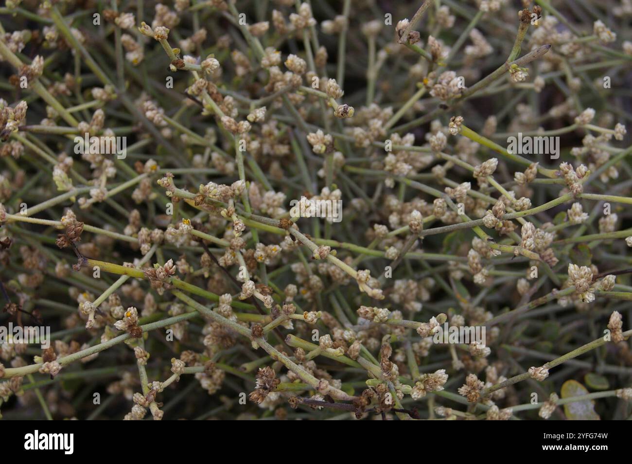 threadleaf chaff flower (Alternanthera filifolia Stock Photo - Alamy