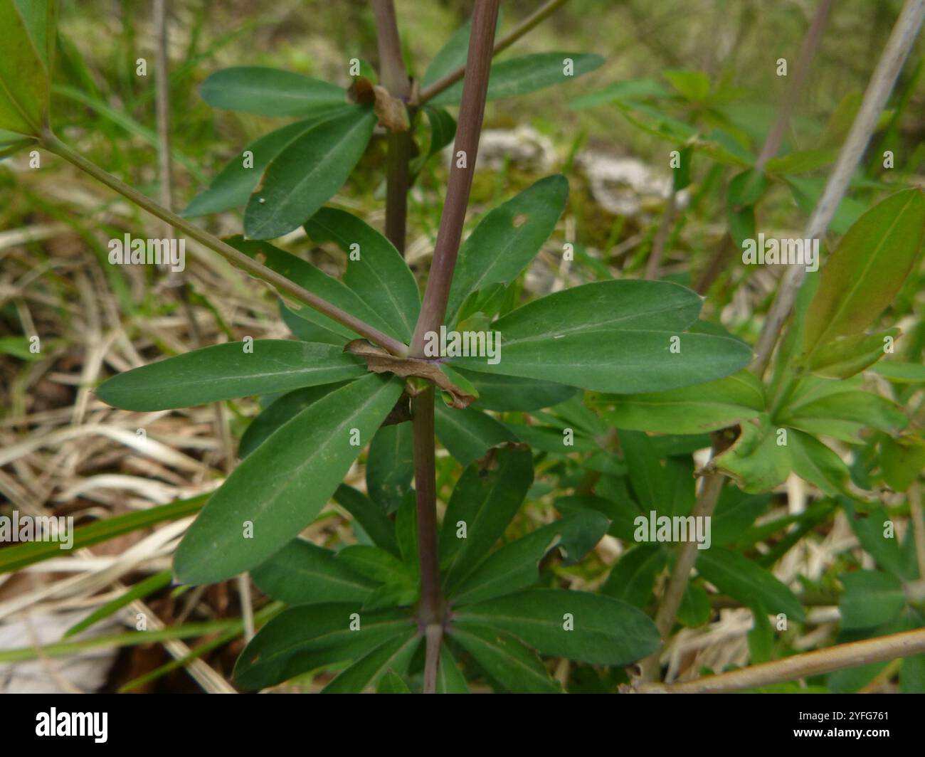 Wood Bedstraw (Galium sylvaticum Stock Photo - Alamy