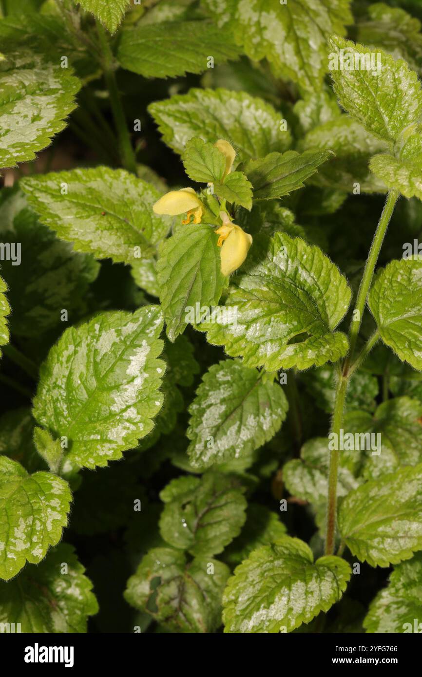 Variegated Yellow Archangel (Lamium galeobdolon argentatum Stock Photo ...