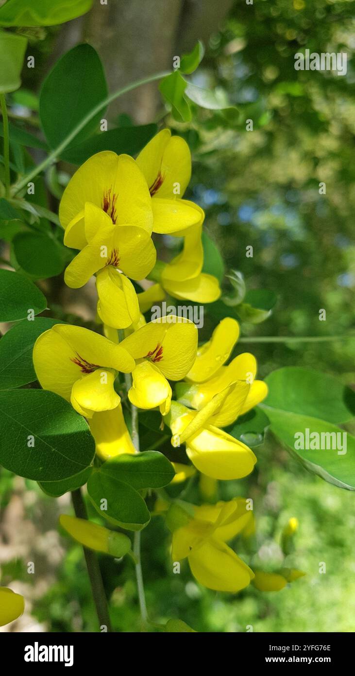 Common Laburnum (Laburnum anagyroides Stock Photo - Alamy