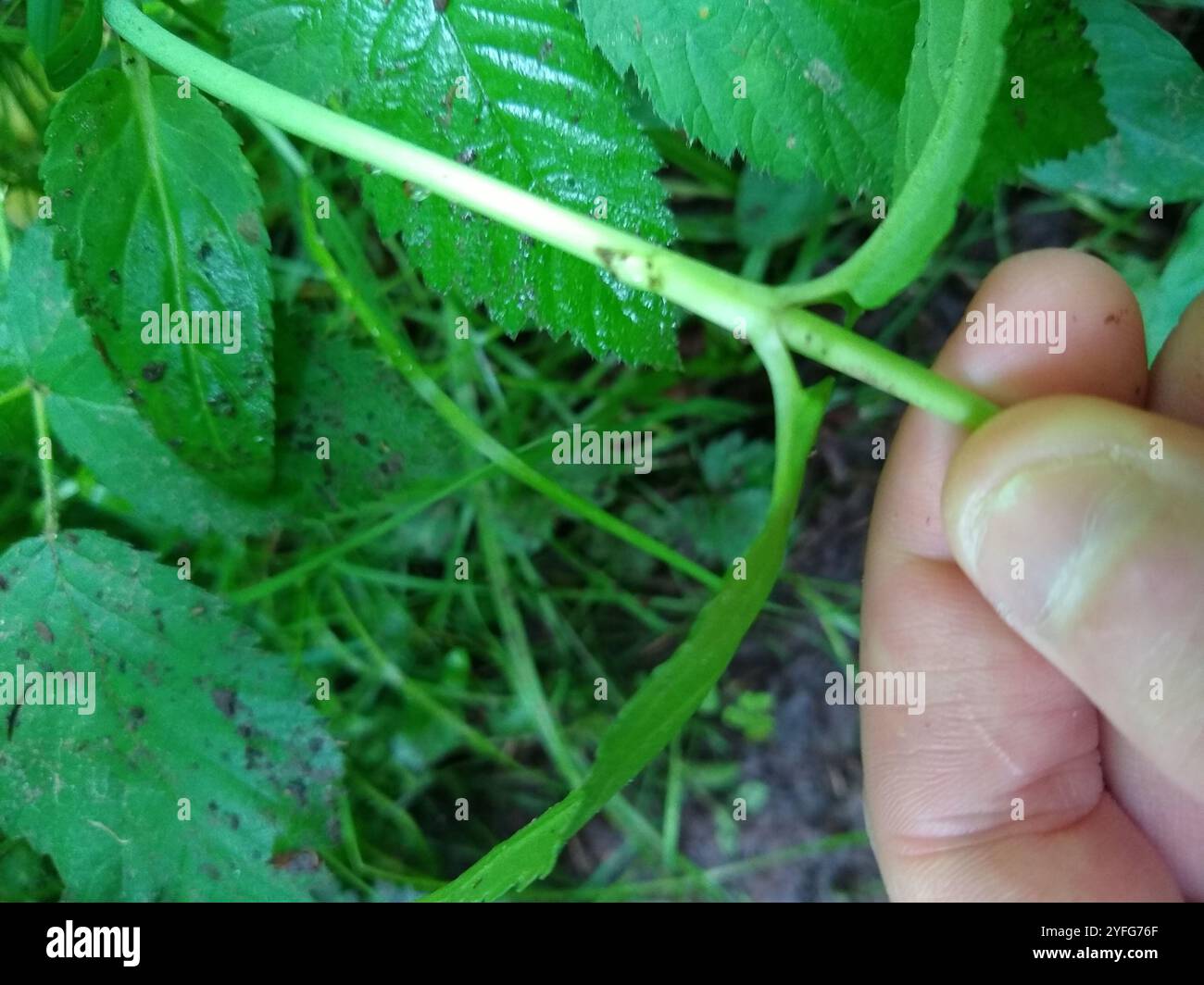 American brooklime (Veronica americana Stock Photo - Alamy