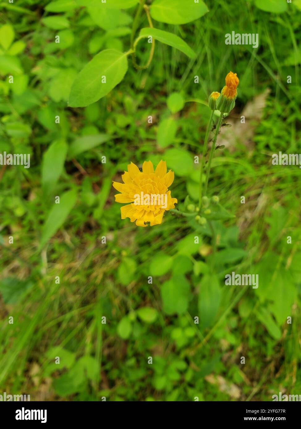 Two-flower Dwarf-dandelion (Krigia biflora Stock Photo - Alamy