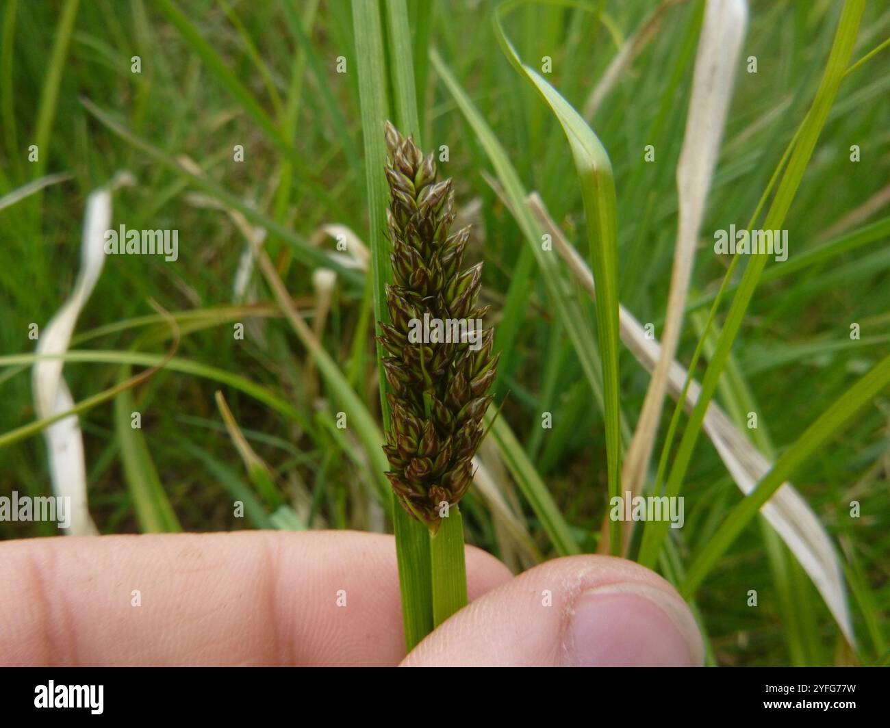 True Fox-sedge (Carex vulpina Stock Photo - Alamy