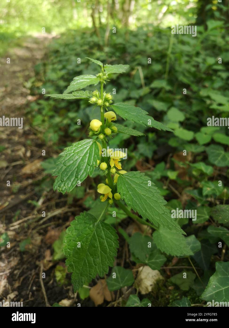 yellow archangel (Lamium galeobdolon Stock Photo - Alamy