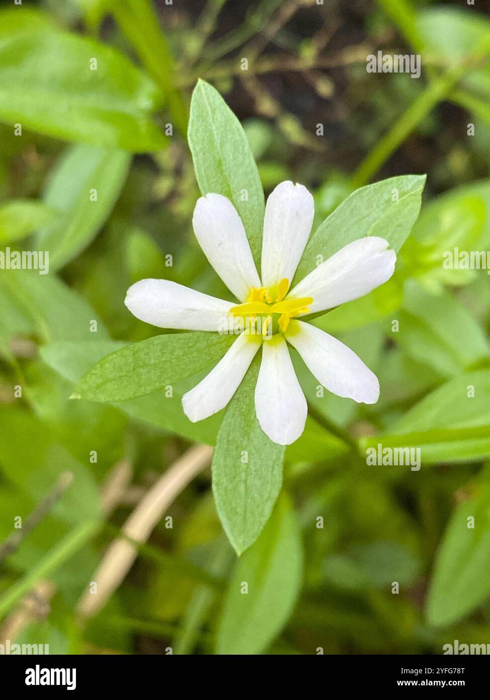 Coastal Rose Gentian (Sabatia calycina Stock Photo - Alamy